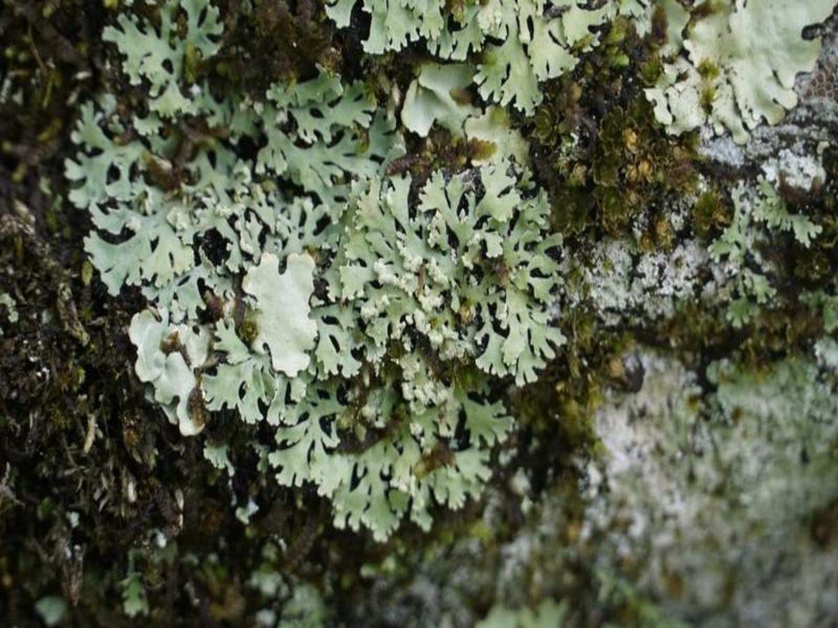 U'khand forest department develops India's 1st lichen park
